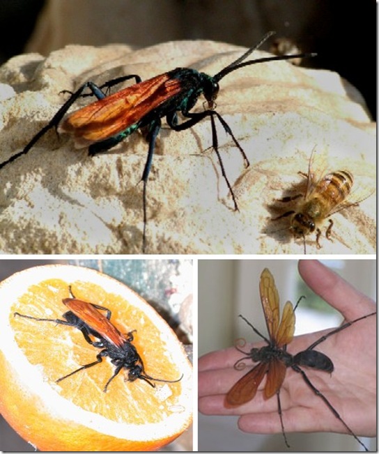 Rate #1, best ranking system: 10 Of The World’s Biggest, Baddest Bugs